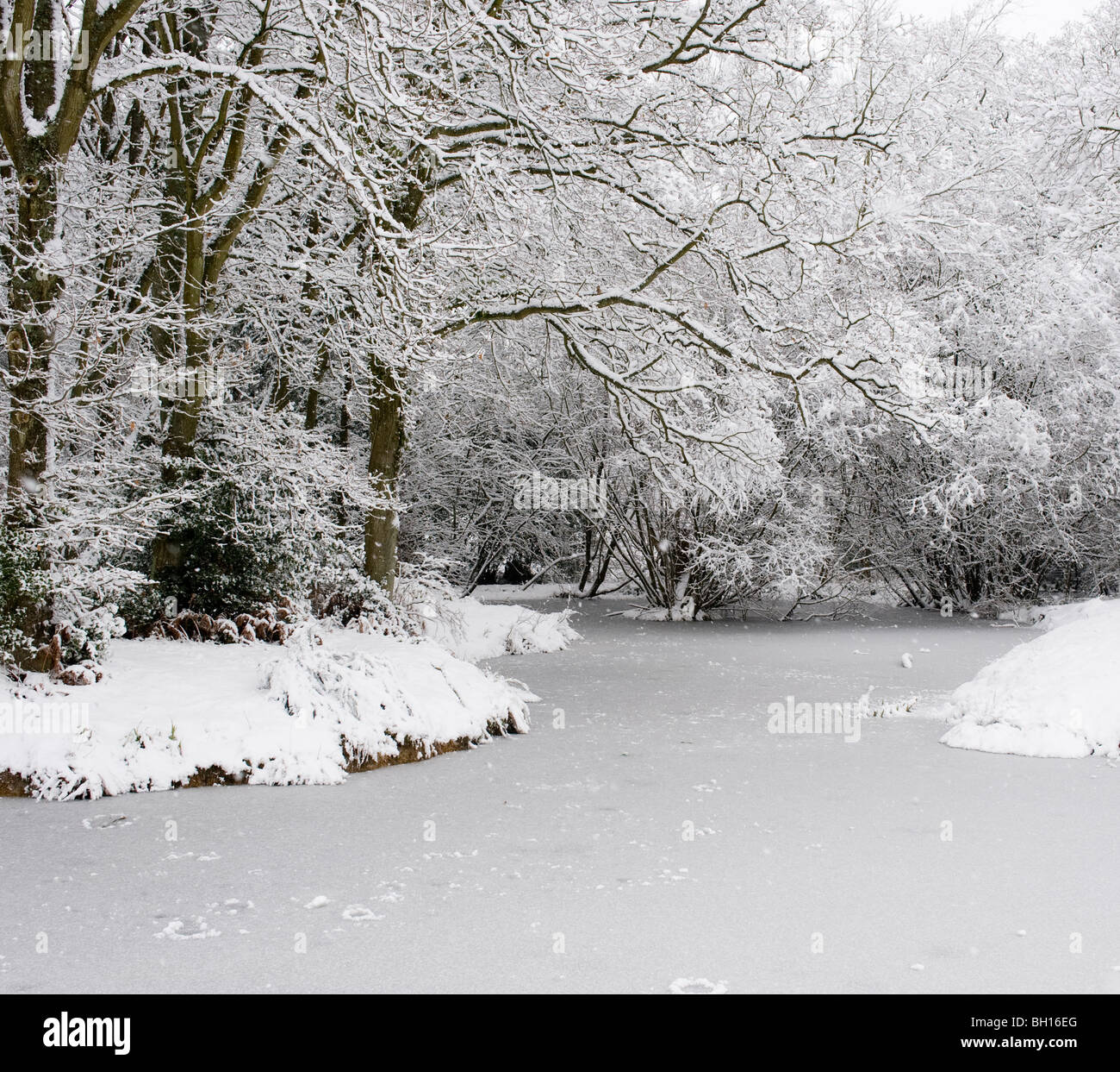 frozen pond with over hanging trees Stock Photo - Alamy