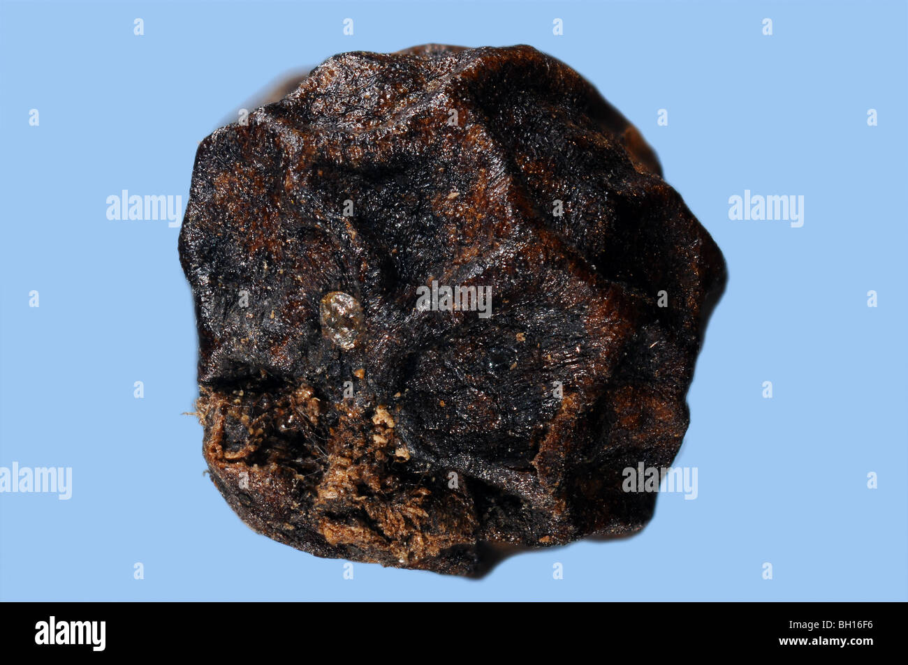 A single peppercorn in extreme close up showing the texture on the ...