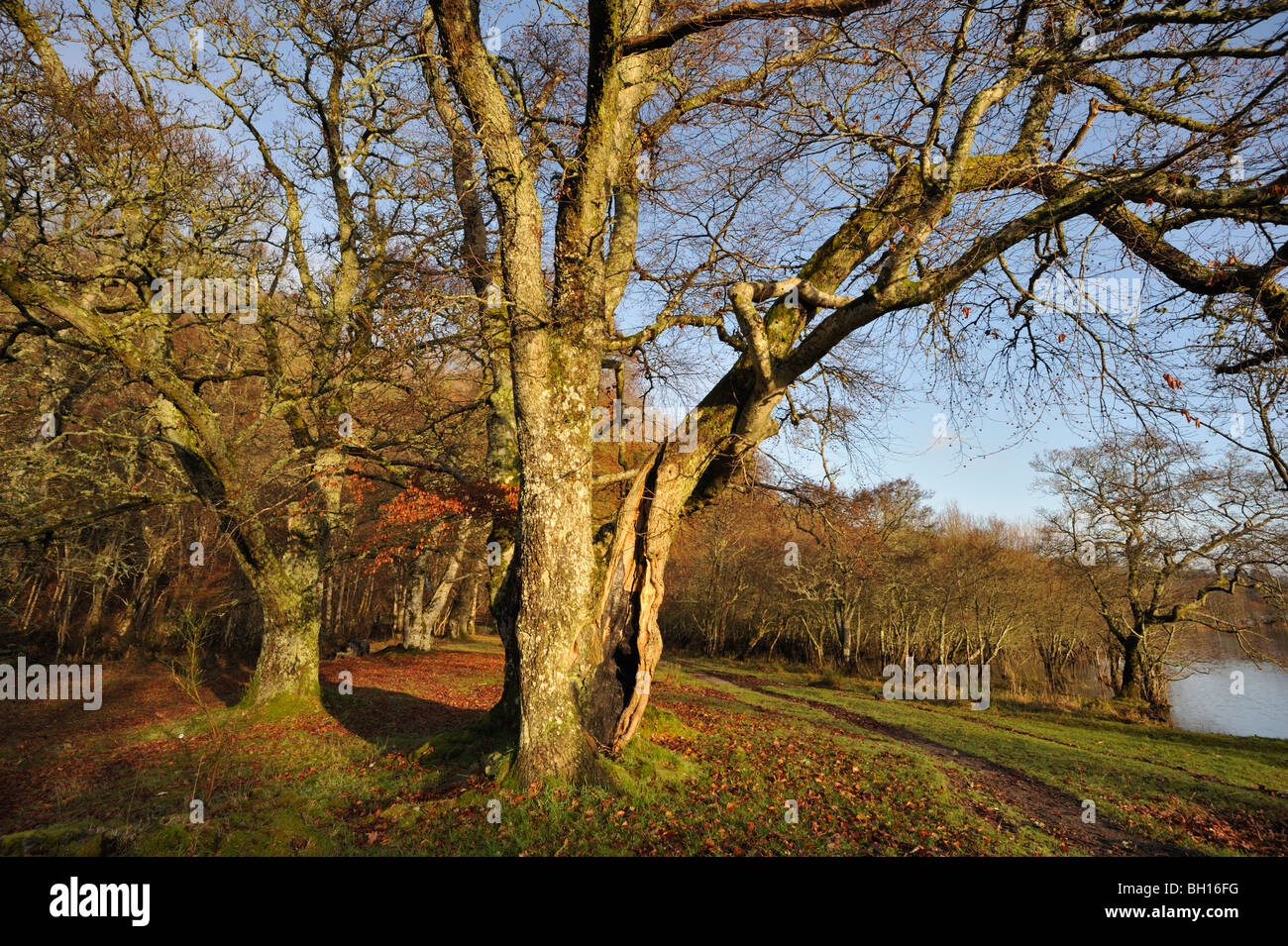 Early morning sunlight on bare winter oak trees by Loch Tay, near ...