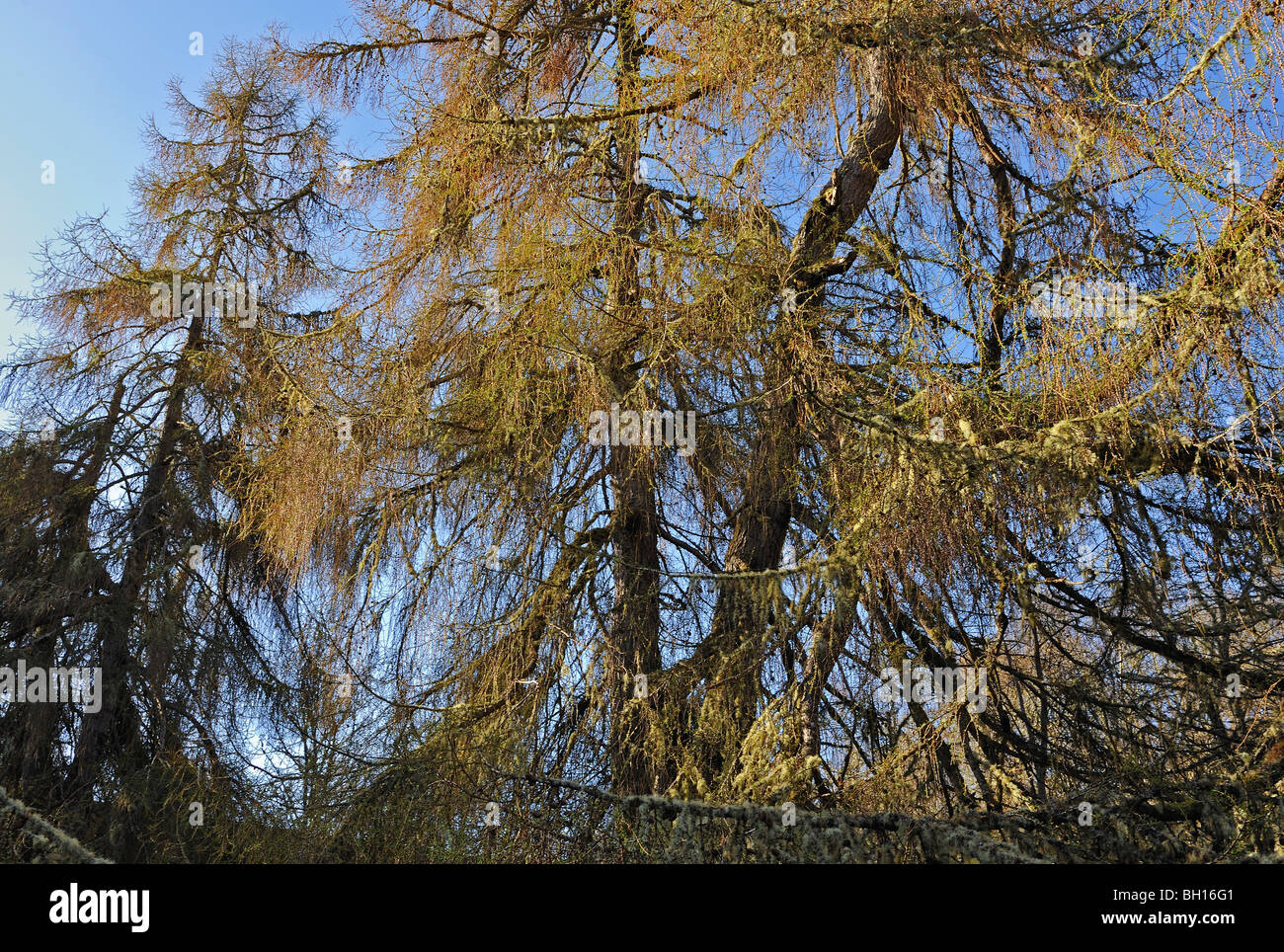 Spruce trees in winter in Golspie Glen, Golspie, Sutherland, Scotland ...