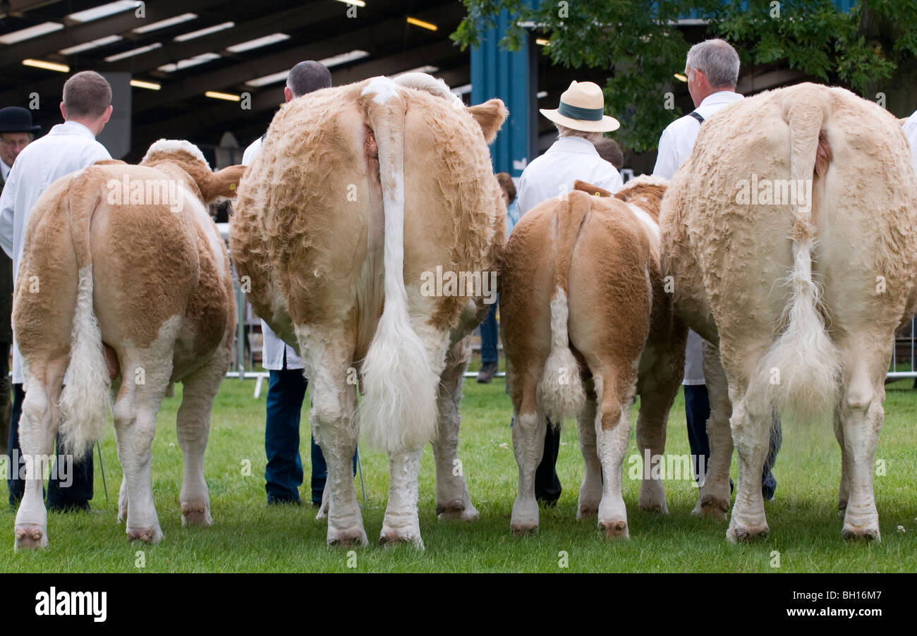 Prize winning cattleline up for the judges at the last ever Royal Show ...