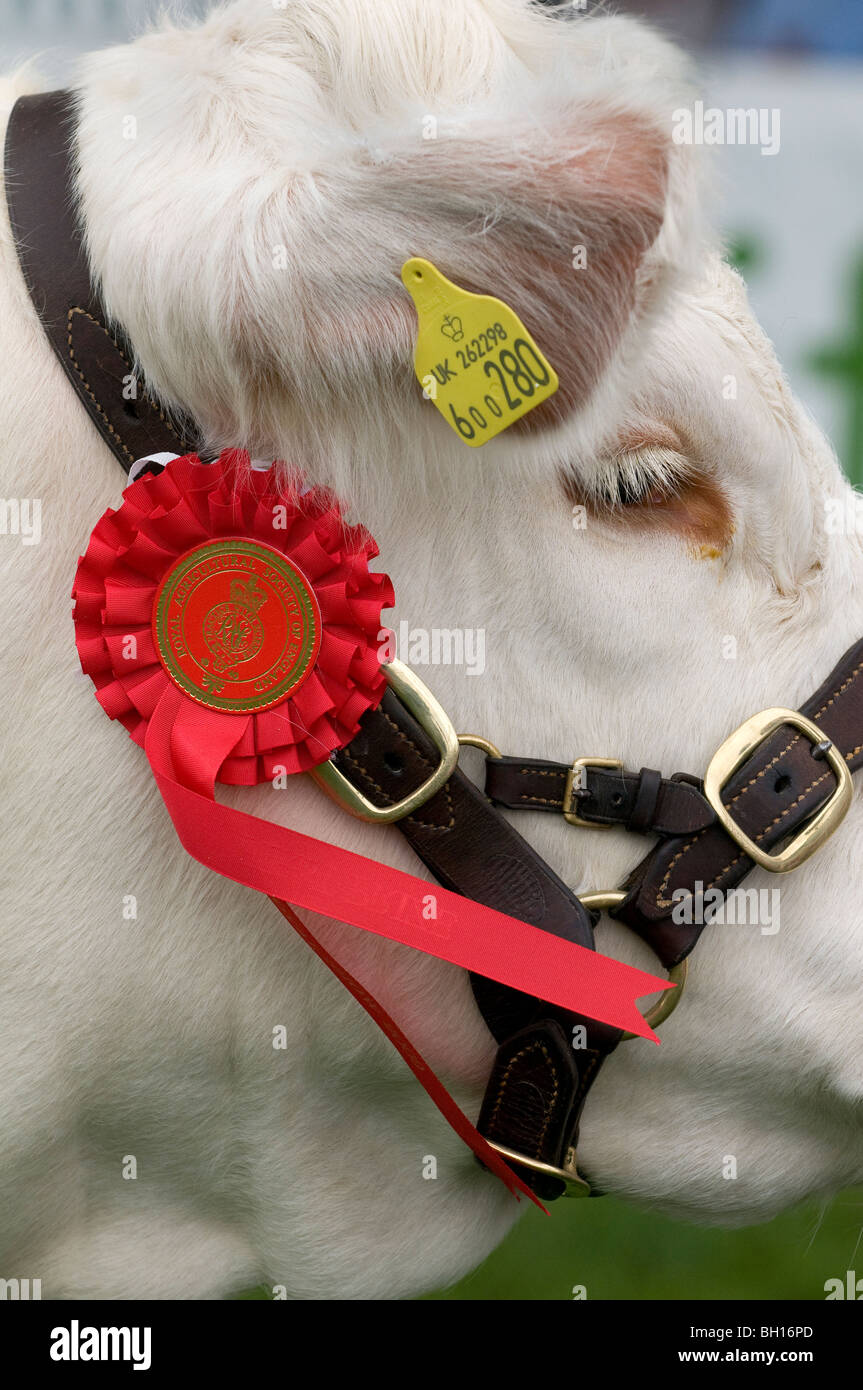 Animal displays hi-res stock photography and images - Alamy