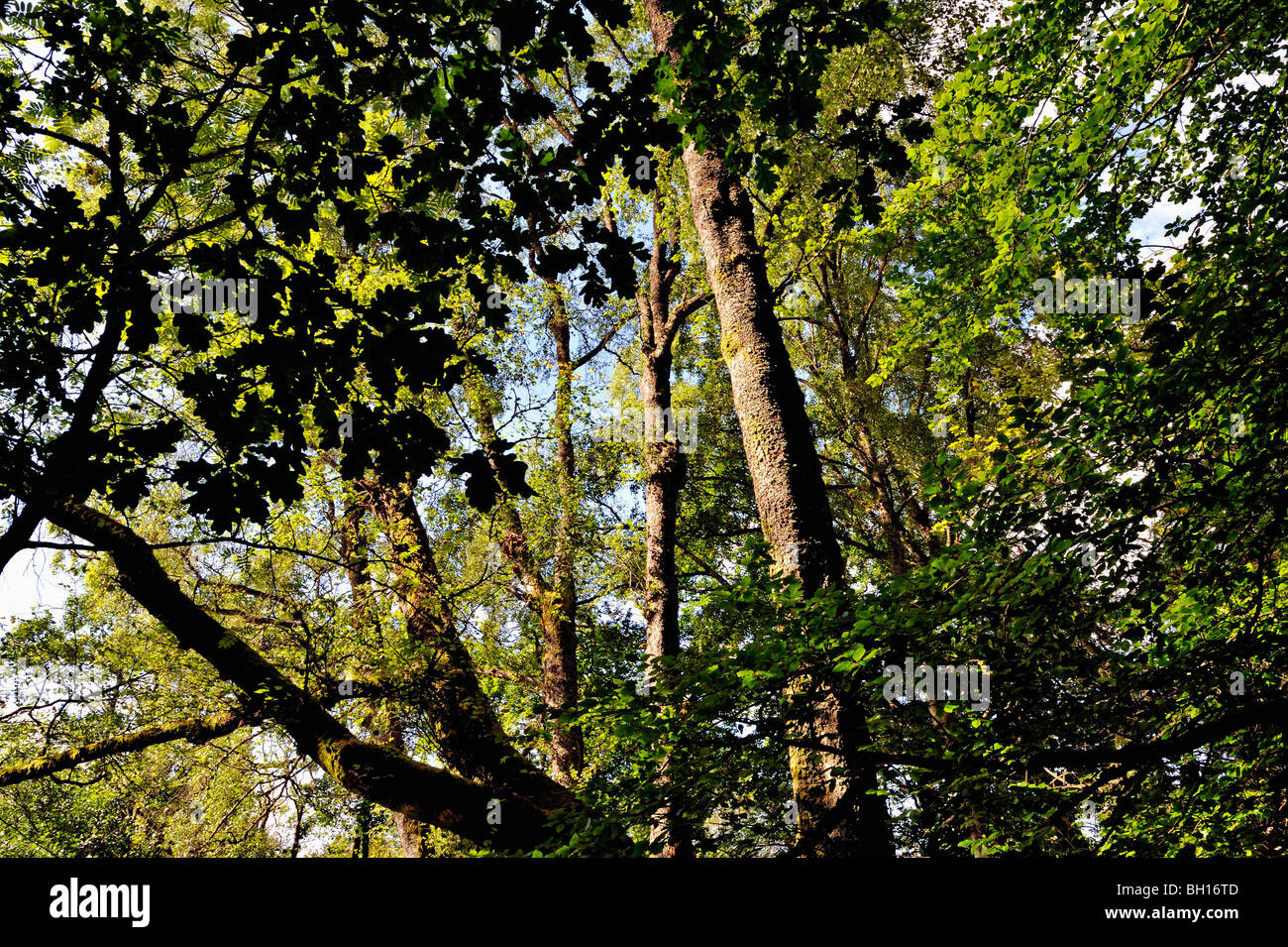 Oak woods scotland hi-res stock photography and images - Alamy