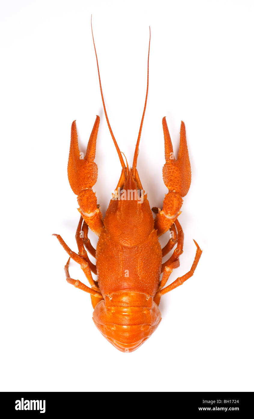 Nice crab Cut Out Stock Images & Pictures - Alamy