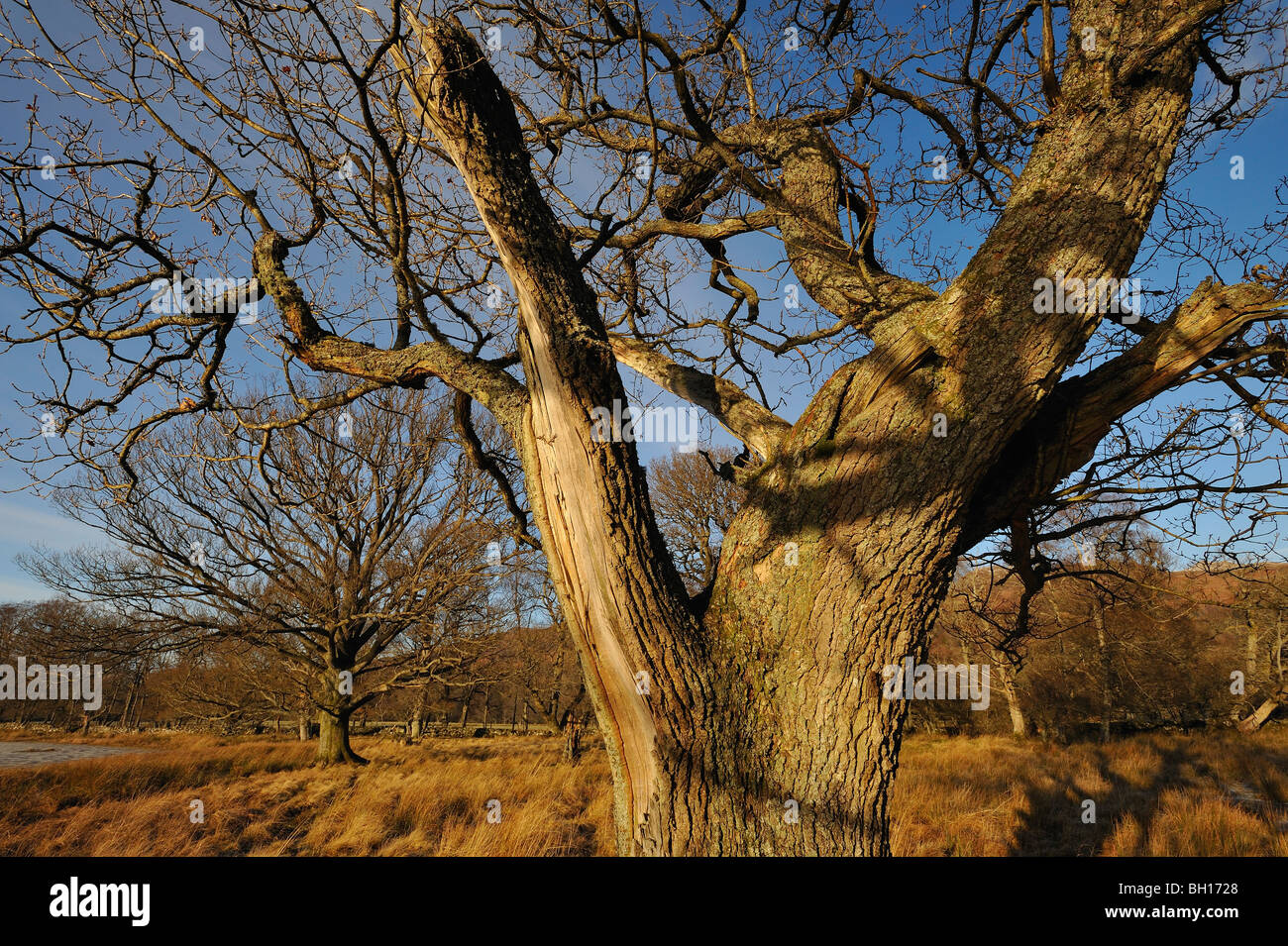 Bare winter trees against a blue sky, near Killin, Perthshire, Scotland ...