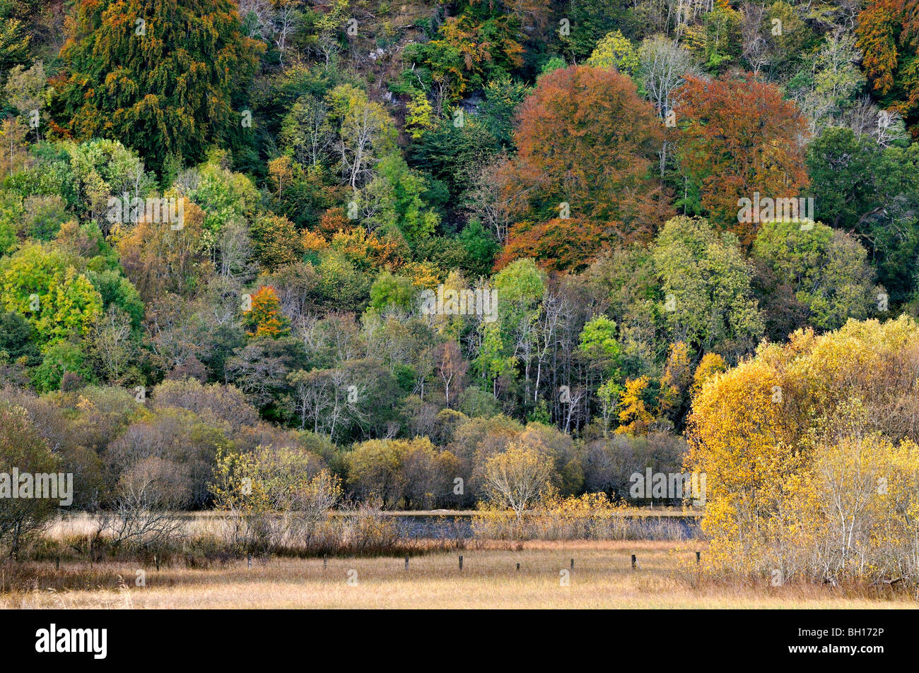 Aspen Tree Scotland Stock Photos & Aspen Tree Scotland Stock Images - Alamy