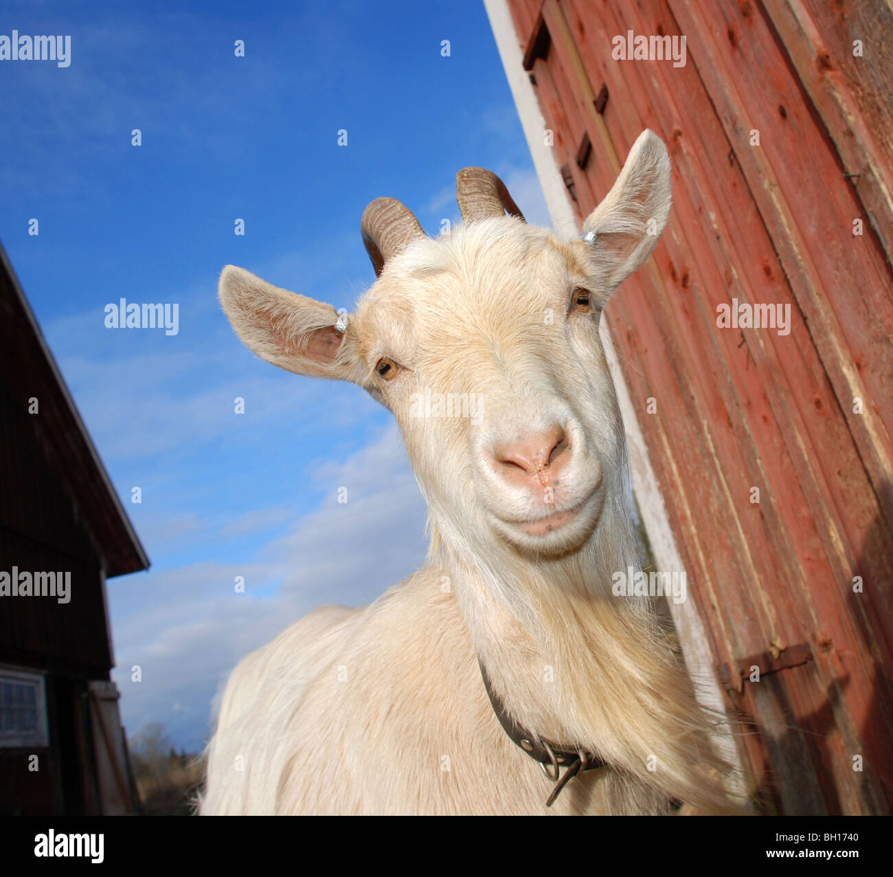 Dairy goat hi-res stock photography and images - Alamy