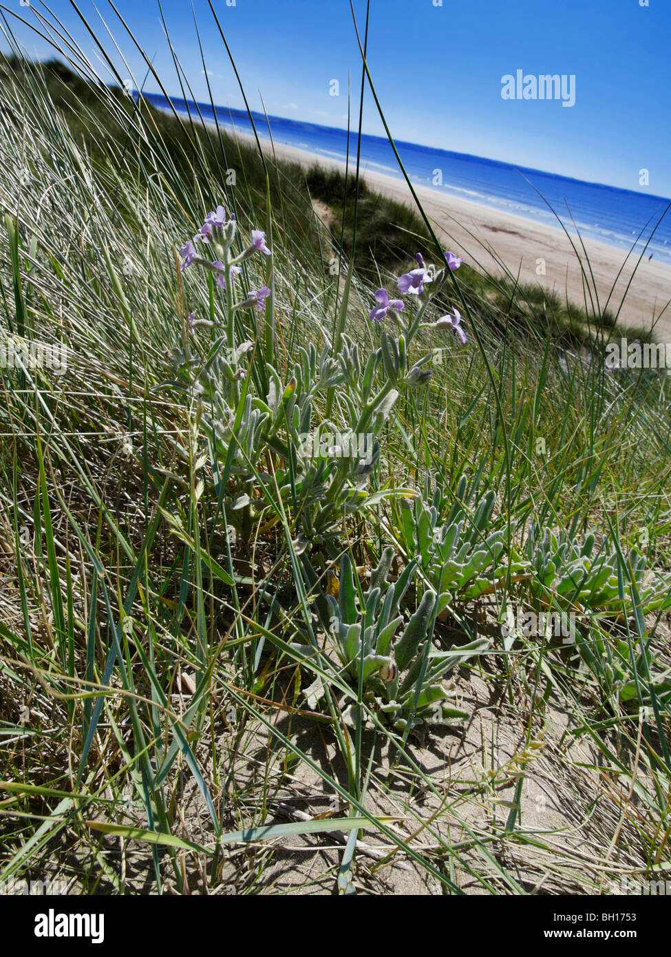 sand dunes and beach at saunton sands devon england uk Stock Photo - Alamy