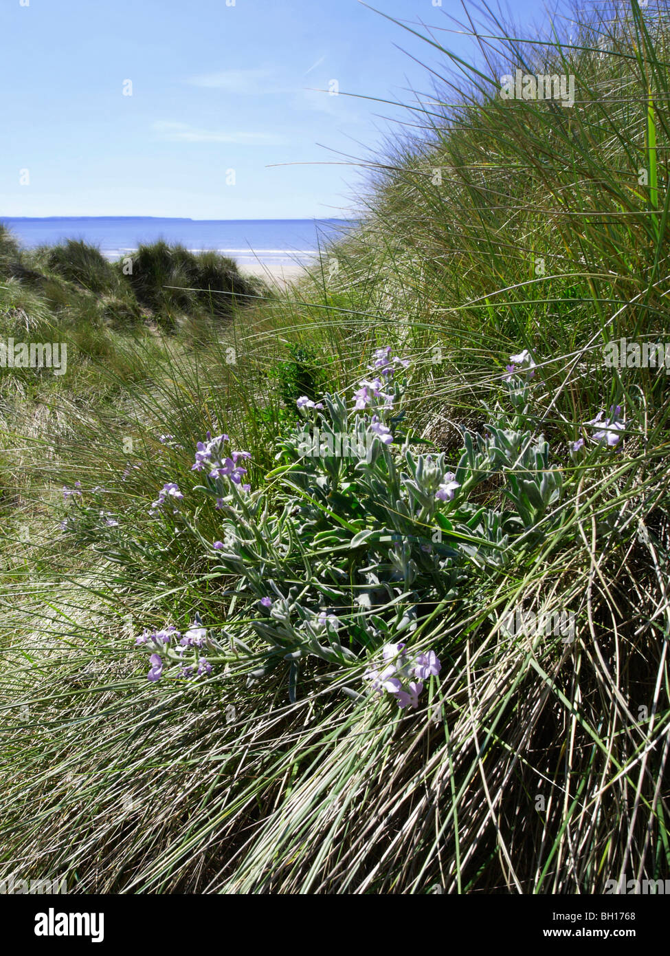 sand dunes and beach at saunton sands devon england uk Stock Photo - Alamy