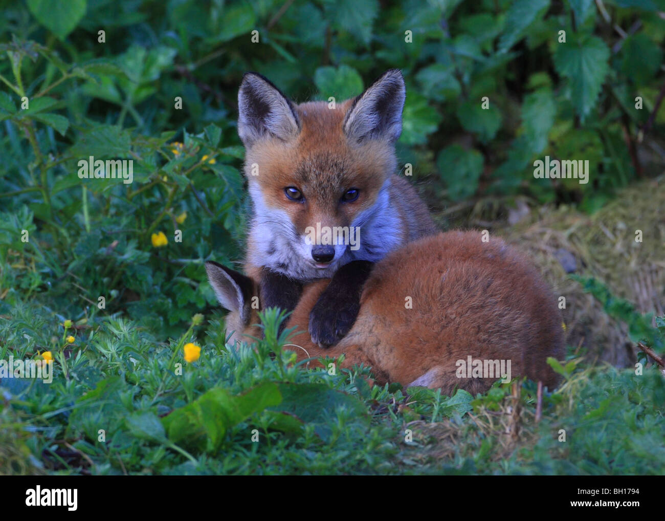 Playing fox cubs hi-res stock photography and images - Alamy