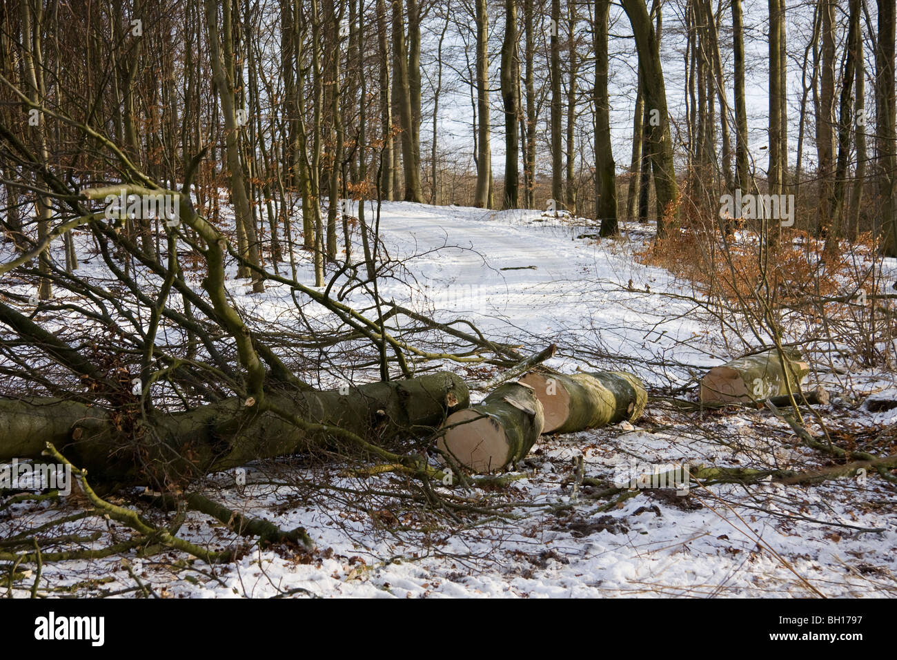 Cut up tree on the path Stock Photo - Alamy