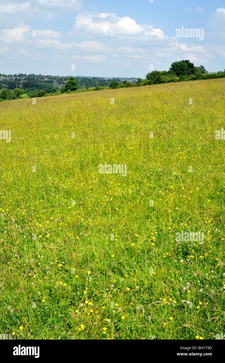 Spring june britain uk hi-res stock photography and images - Alamy