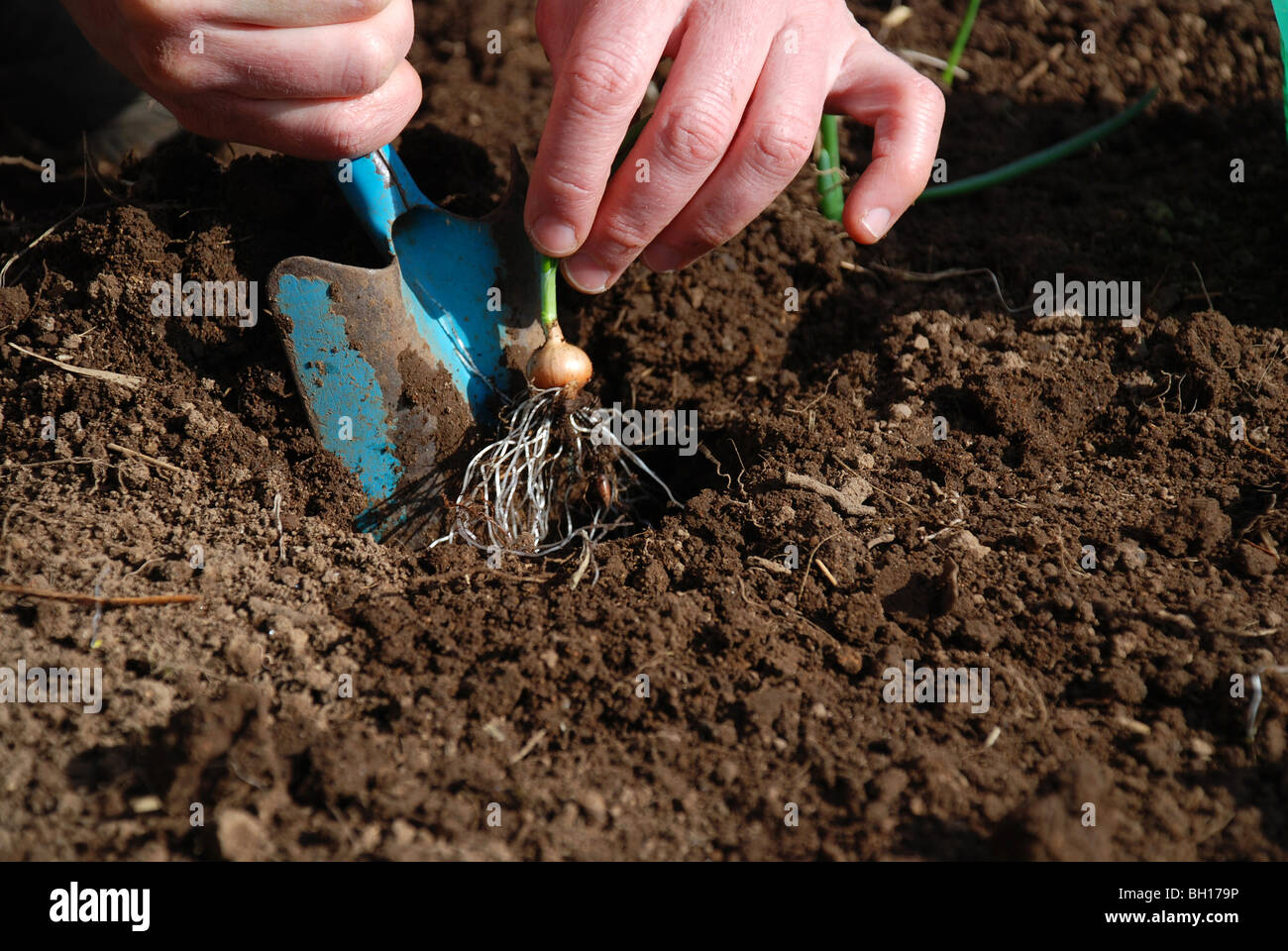 planting onions with a shovel Stock Photo - Alamy