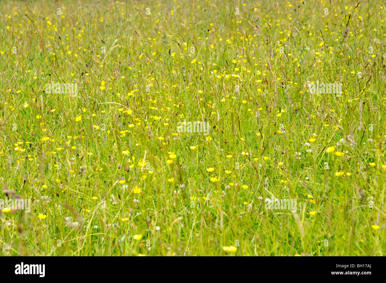 English british spring hi-res stock photography and images - Alamy