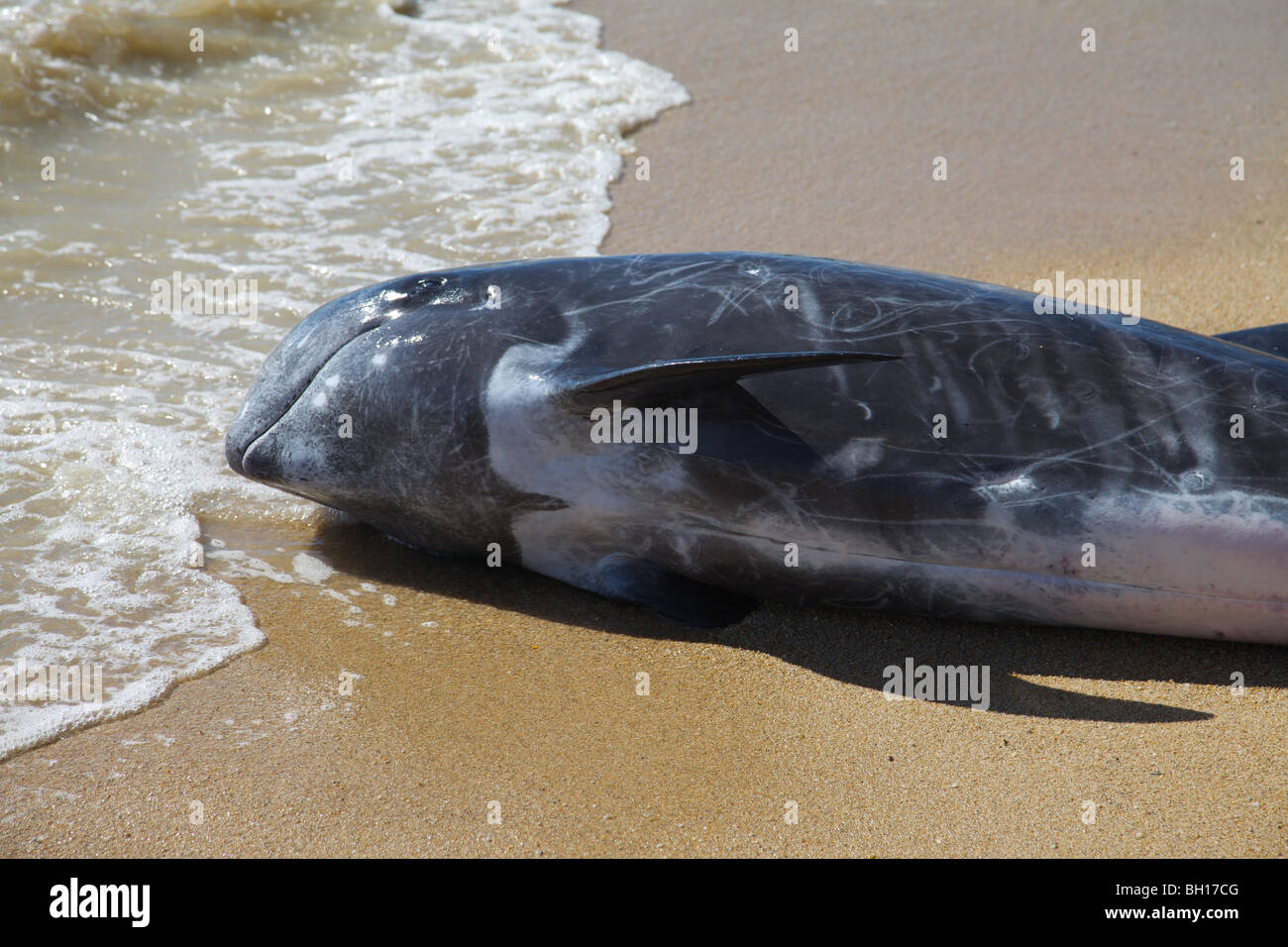 A beached Melon headed whale,also called a Electra dolphin, forced ...
