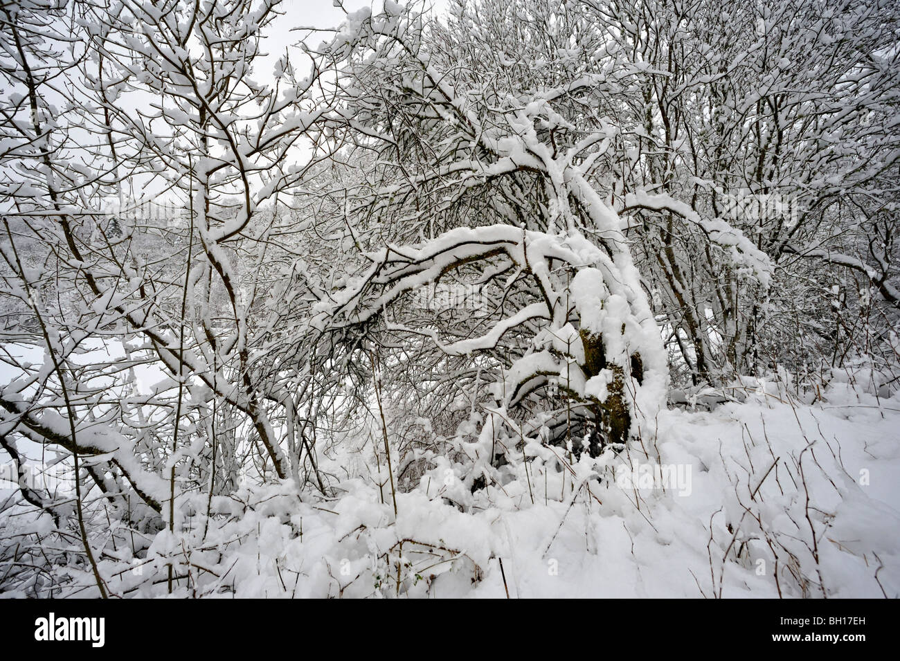 Deeply snow-covered bushes and trees in parkland Stock Photo - Alamy