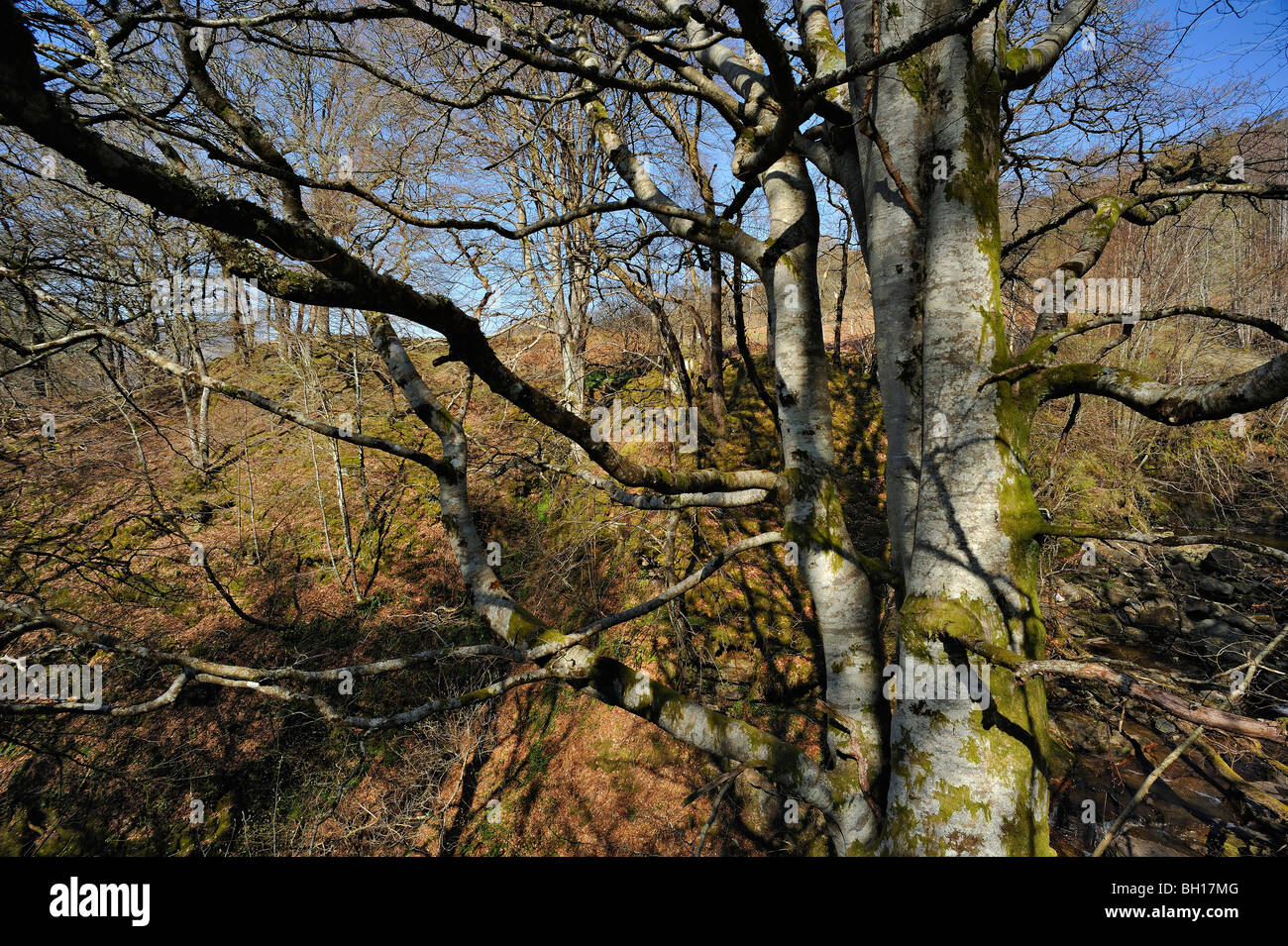 Oak trees woodland tree canopy hi-res stock photography and images - Alamy