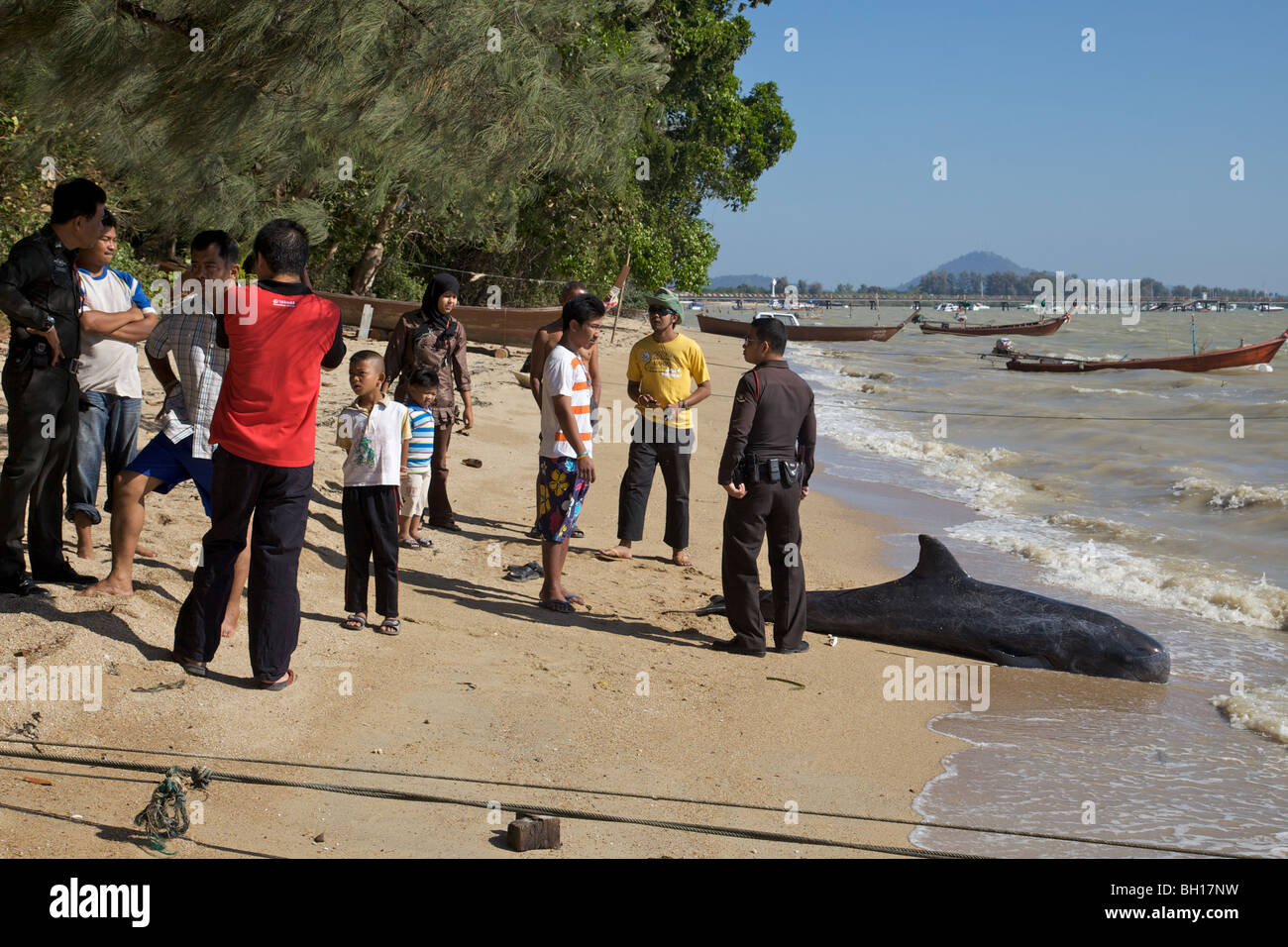 A beached Melon headed whale,also called a Electra dolphin, forced ...