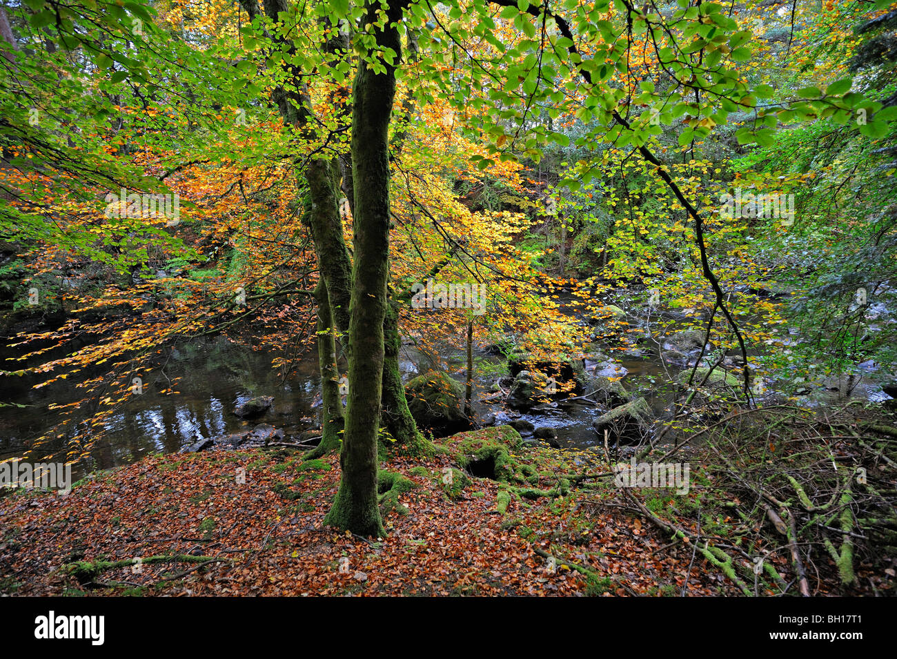 High beech trees leaves hi-res stock photography and images - Alamy
