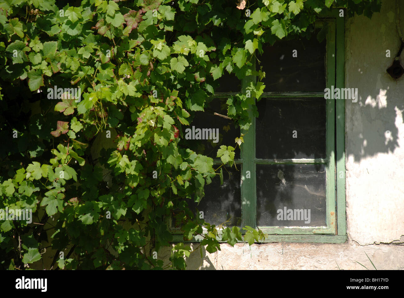 grapevine plant growing on a barn Stock Photo - Alamy
