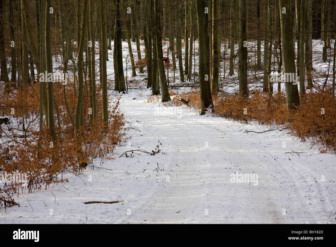 Deer path woods hi-res stock photography and images - Alamy