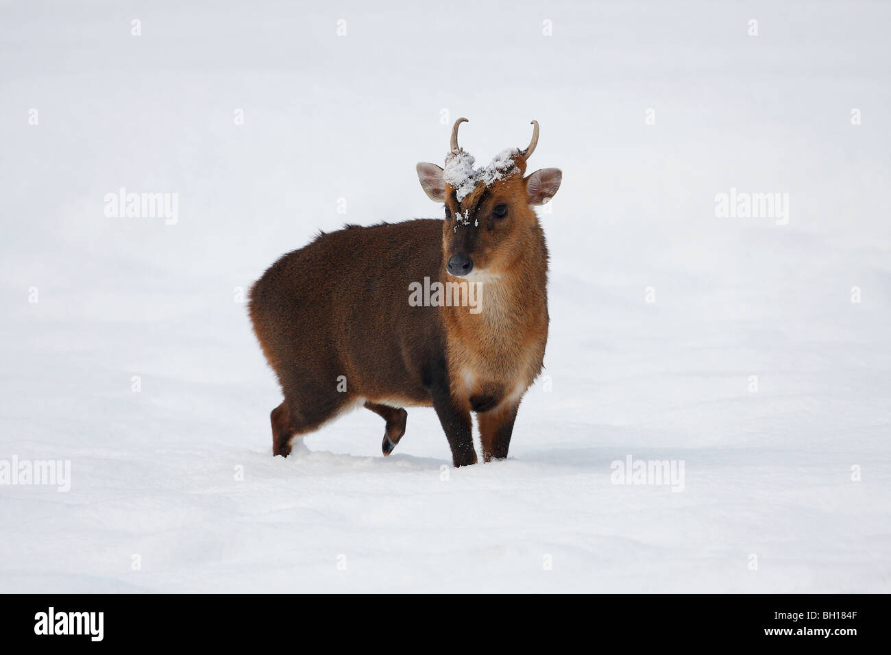 Muntjac deer uk hi-res stock photography and images - Alamy