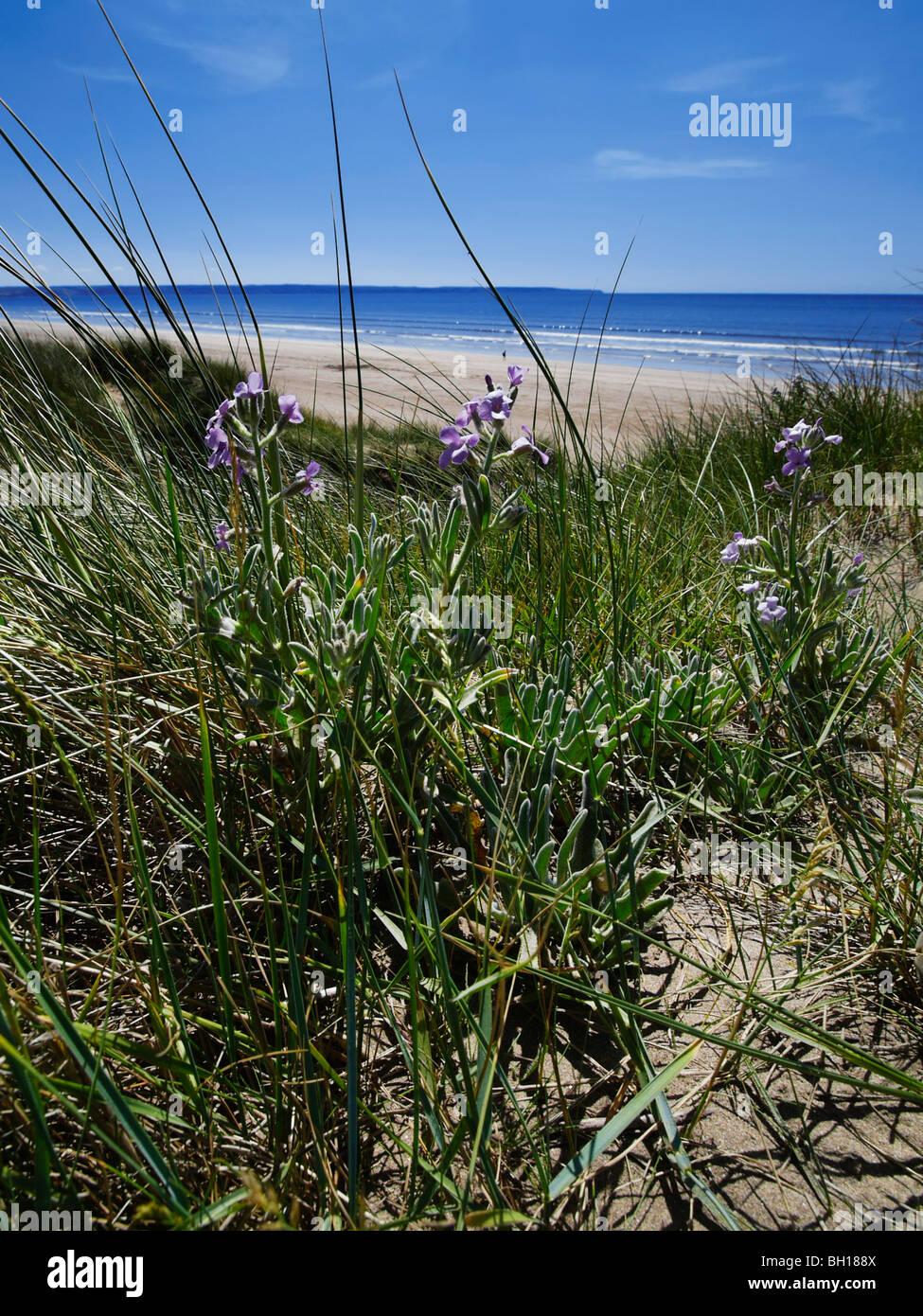 sand dunes and beach at saunton sands devon england uk Stock Photo - Alamy