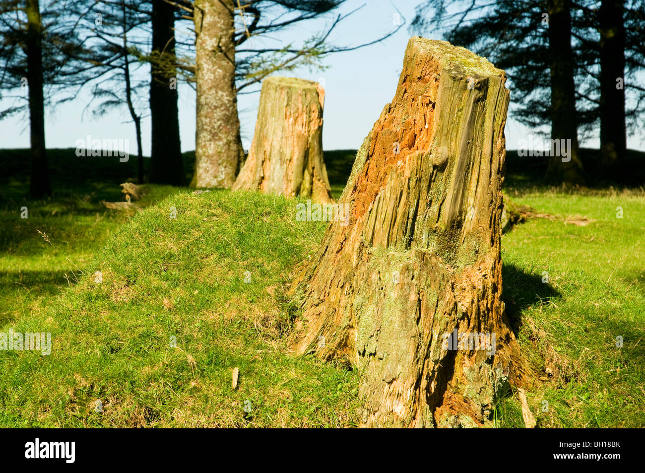 Decaying stumps hi-res stock photography and images - Alamy