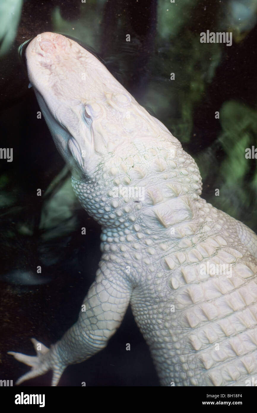 White alligator albino hi-res stock photography and images - Alamy