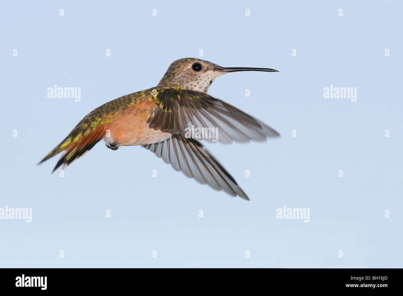 A hummingbird in flight in a clear blue sky Stock Photo - Alamy