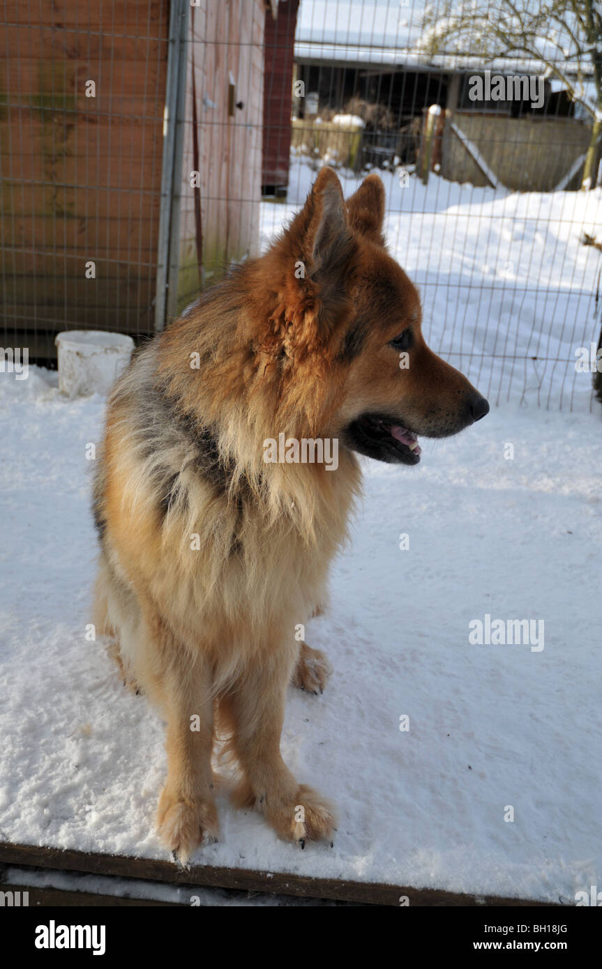 german shepherd in the dog run during a snow spell Stock Photo - Alamy