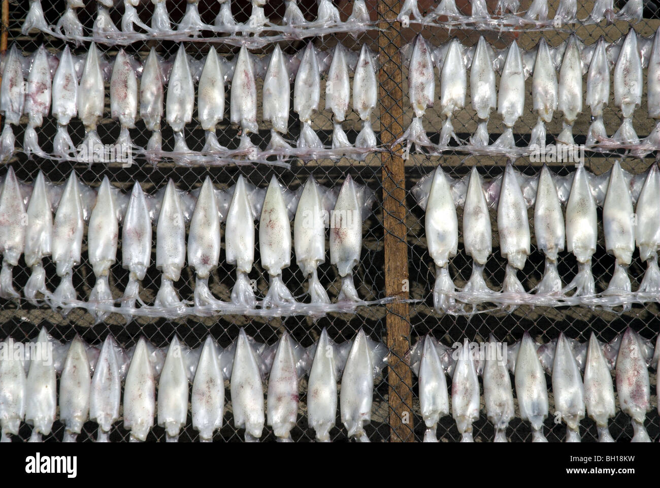 Squid drying, Hua Hin, Thailand Stock Photo - Alamy