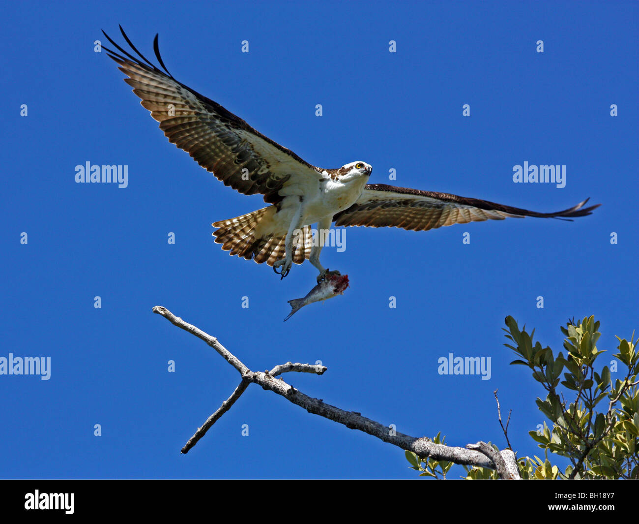 Florida osprey hi-res stock photography and images - Alamy