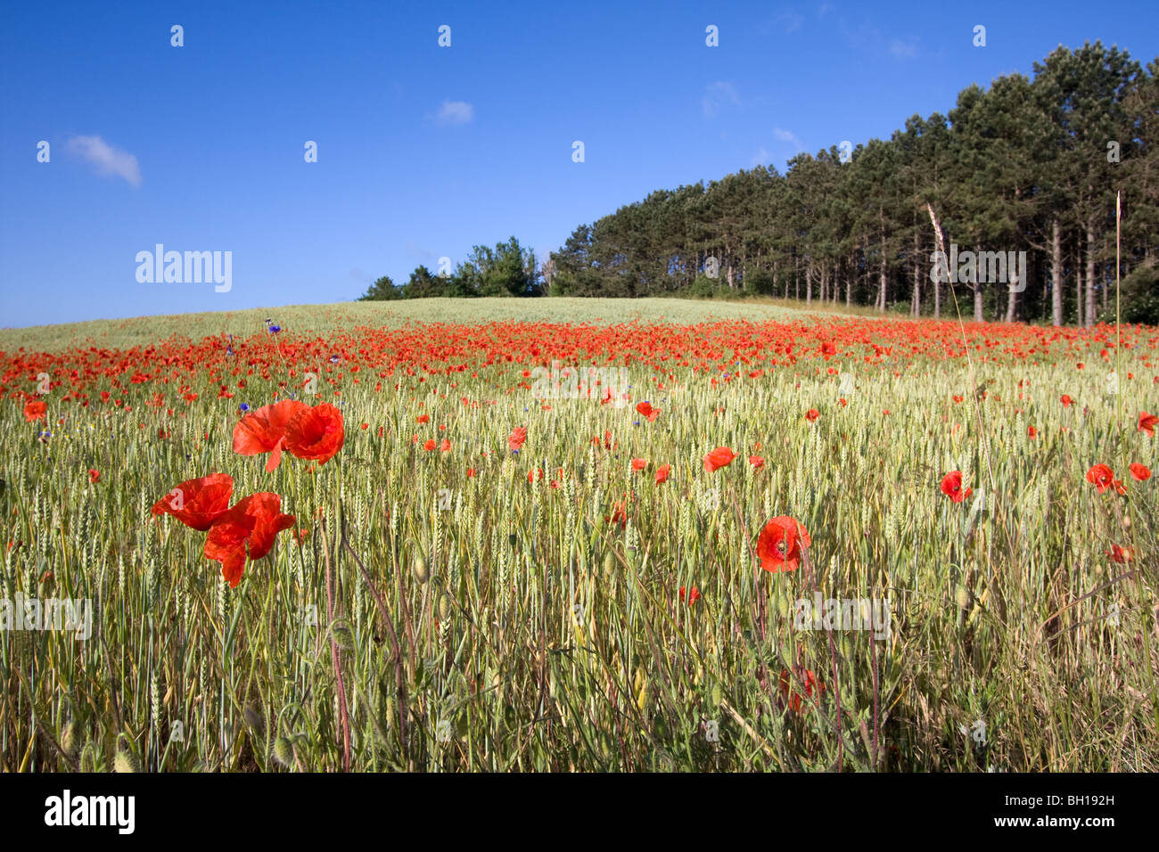 Danish summer sky hi-res stock photography and images - Alamy