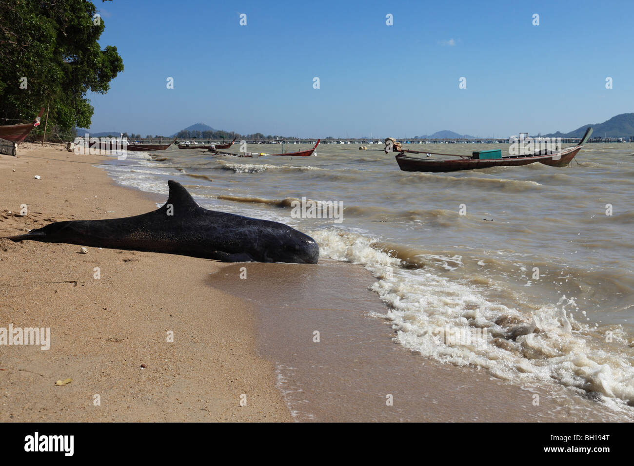 A beached Melon headed whale,also called a Electra dolphin, forced ...