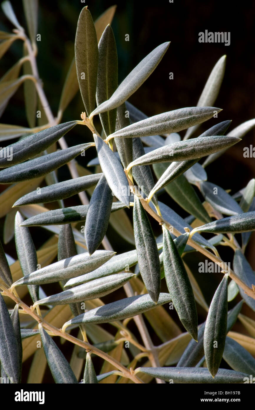 Olive leaves olive tree Stock Photo - Alamy