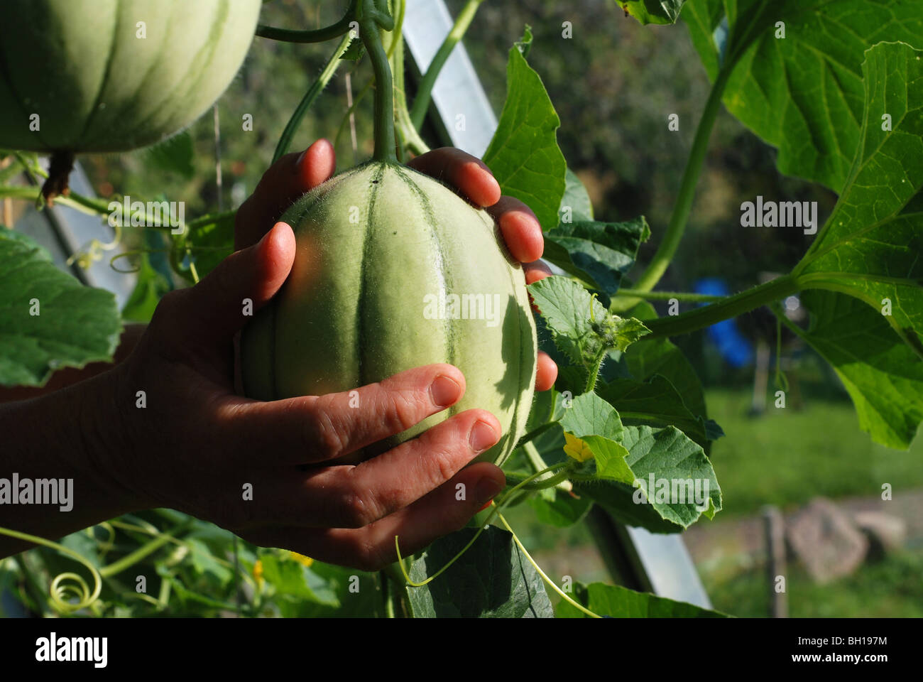 Hands hold a melon Stock Photo - Alamy