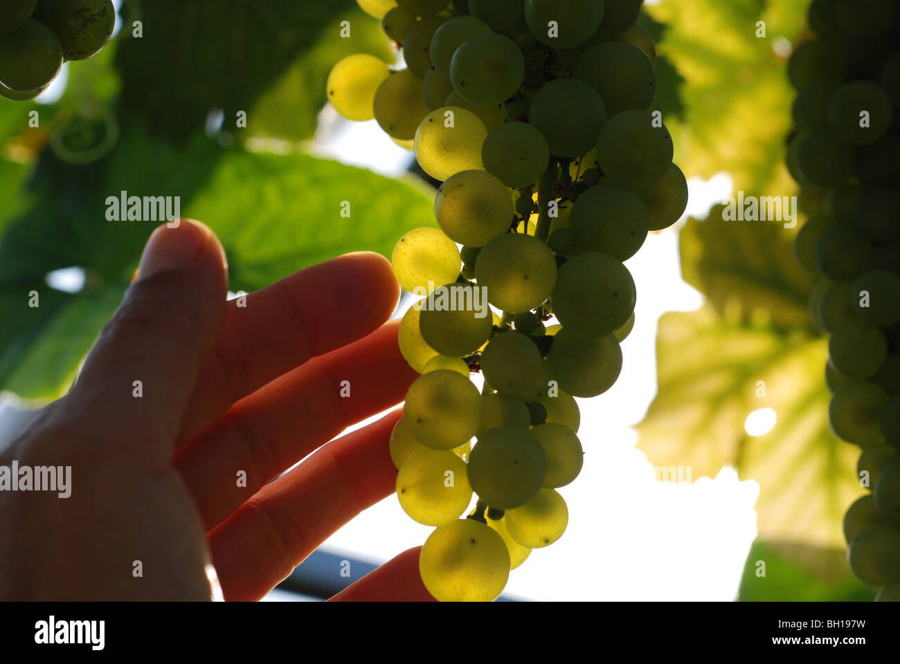 Grapes hand hi-res stock photography and images - Alamy