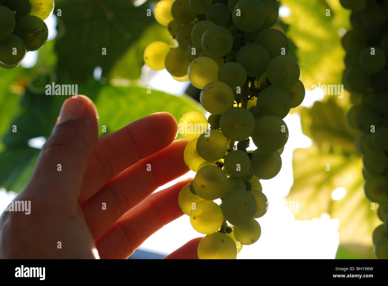 Hand touch grapevine Stock Photo - Alamy