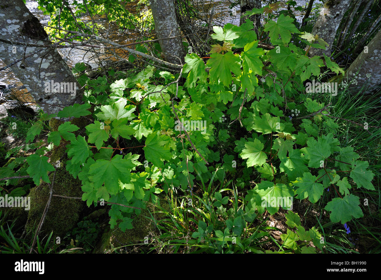 Close-up of sycamore leaves and trees in summer near Killin, Perthshire ...