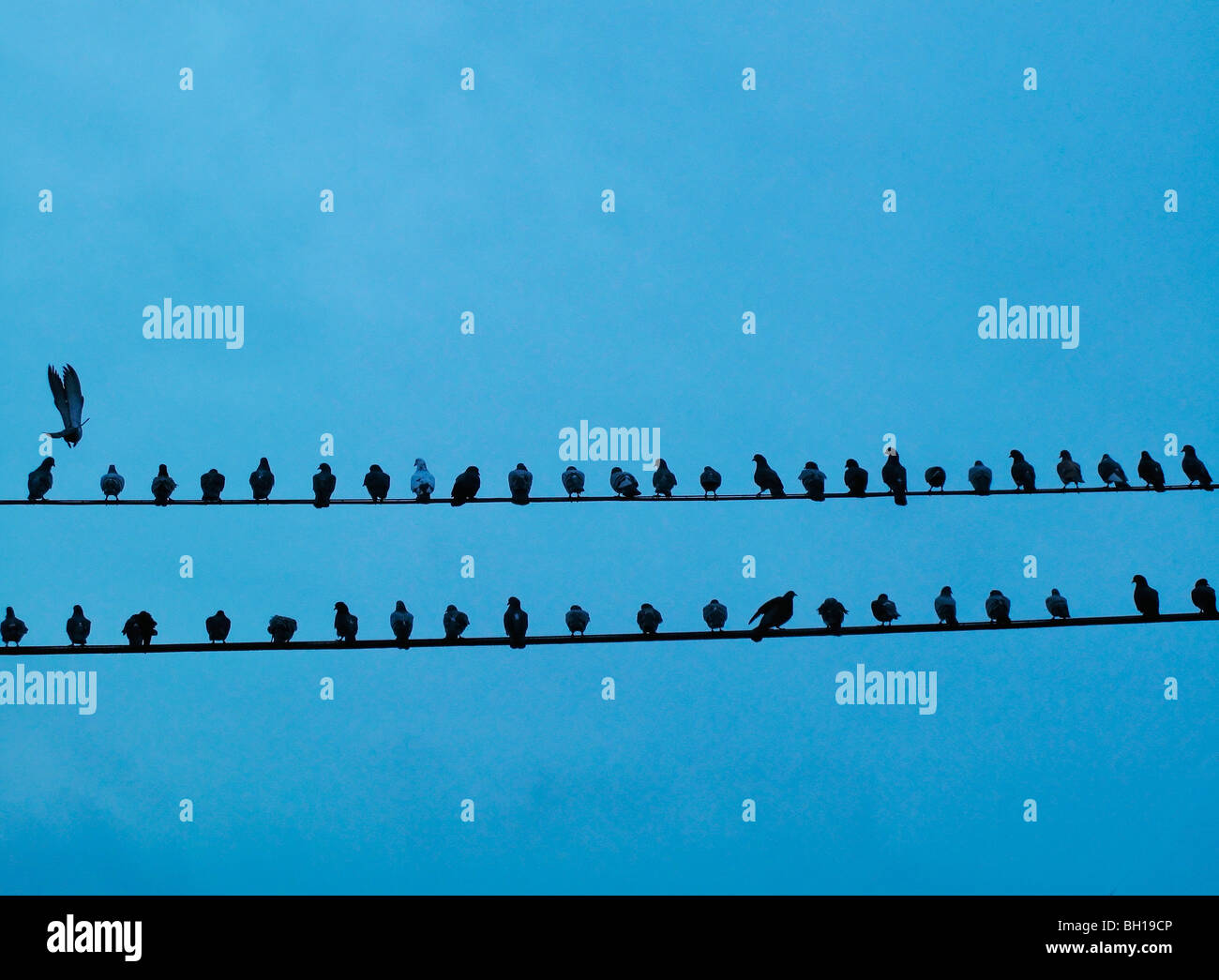 birds on a wire Stock Photo - Alamy