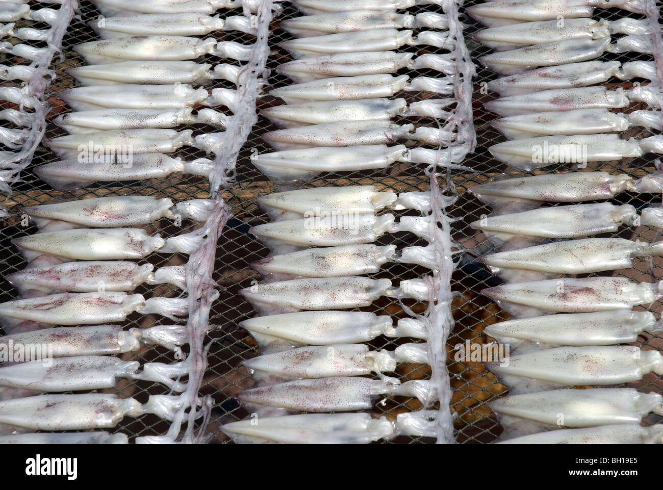 Squid drying, Hua Hin, Thailand Stock Photo - Alamy