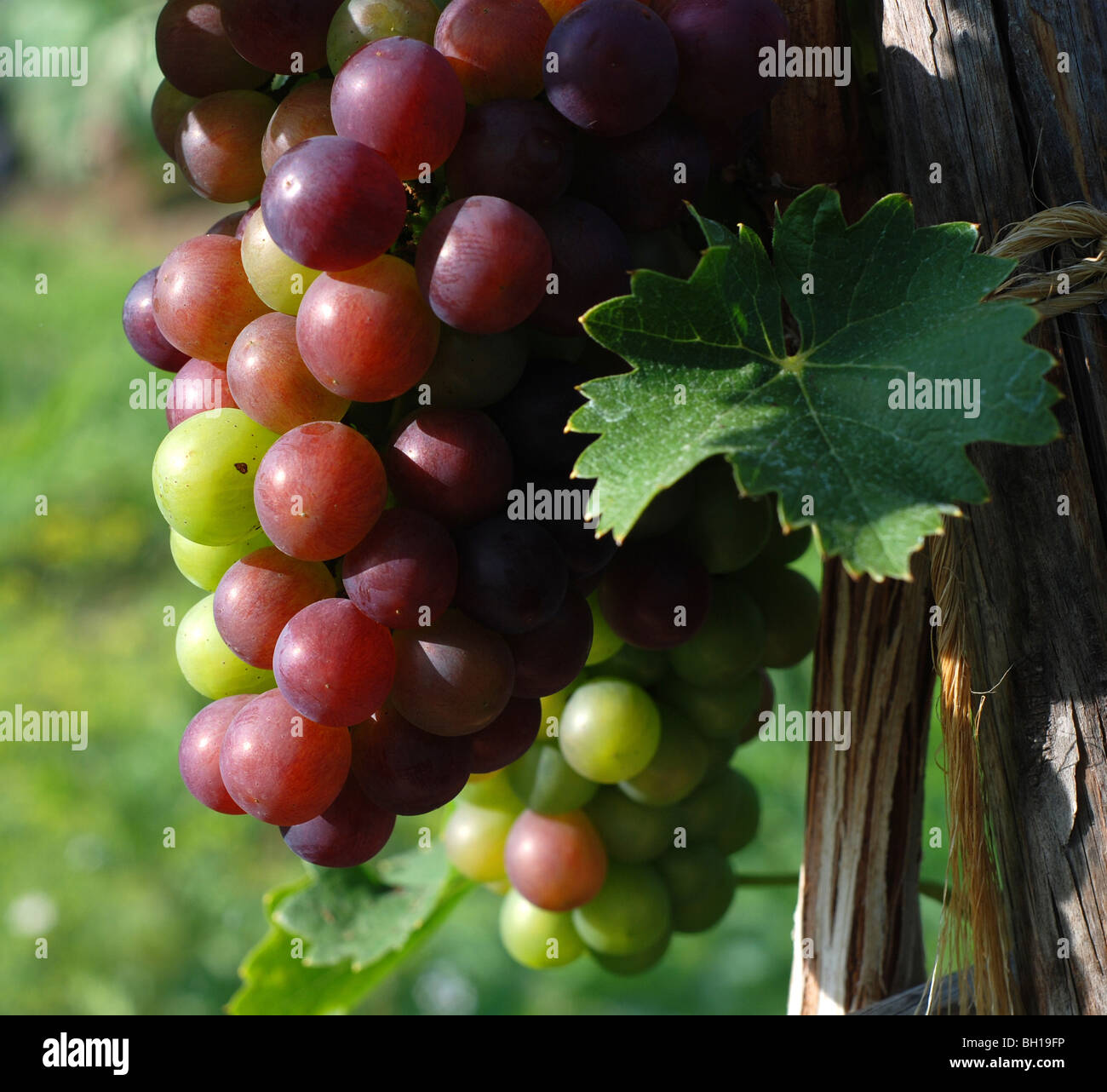 Grapevine in a greenhouse hi-res stock photography and images - Alamy