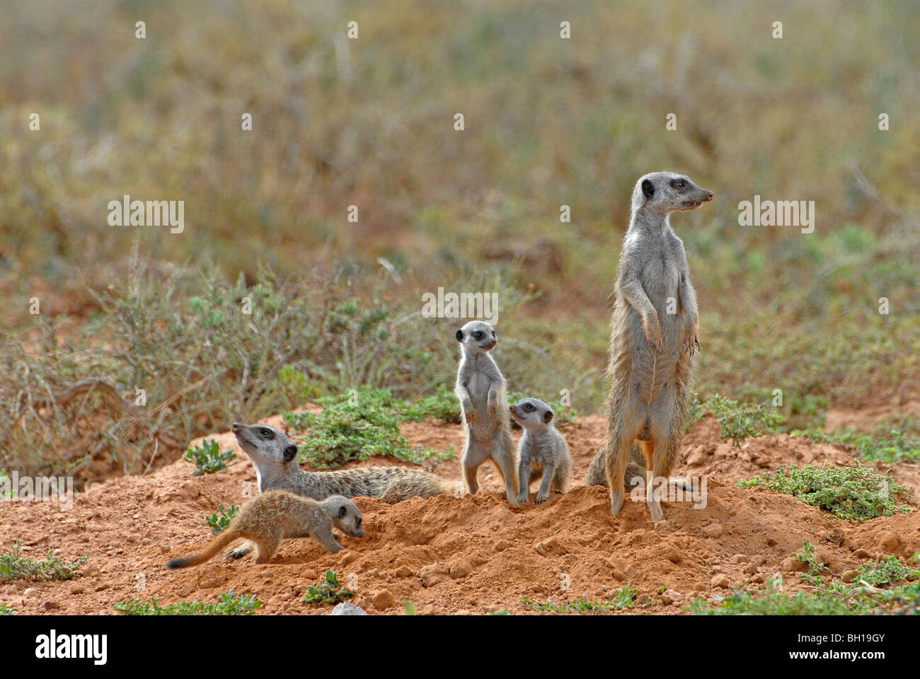 Meerkat or suricat family looking for danger in the Addo Elephant ...