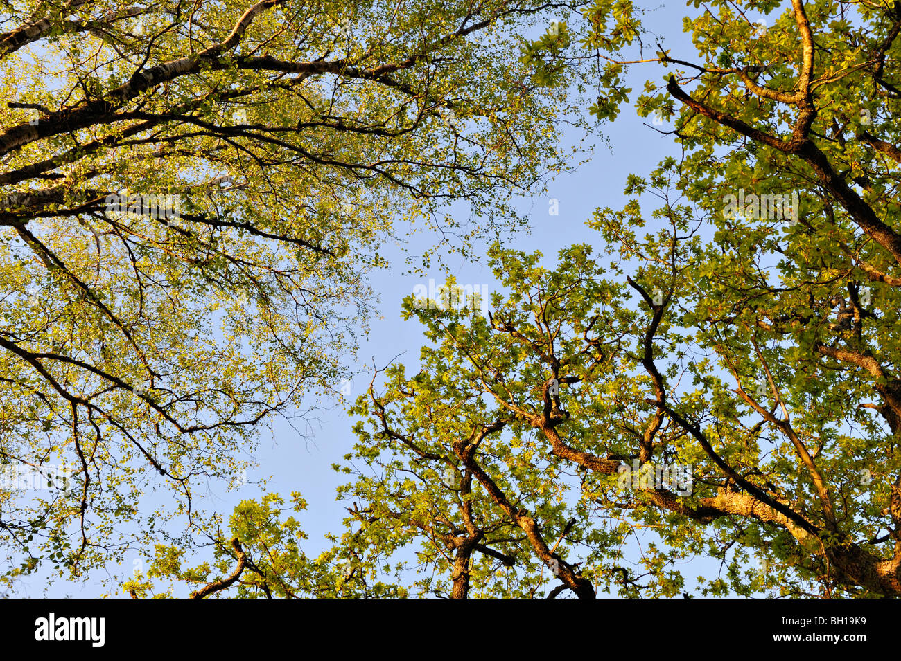 Looking up into the canopy of woodland with fresh leaves in early ...