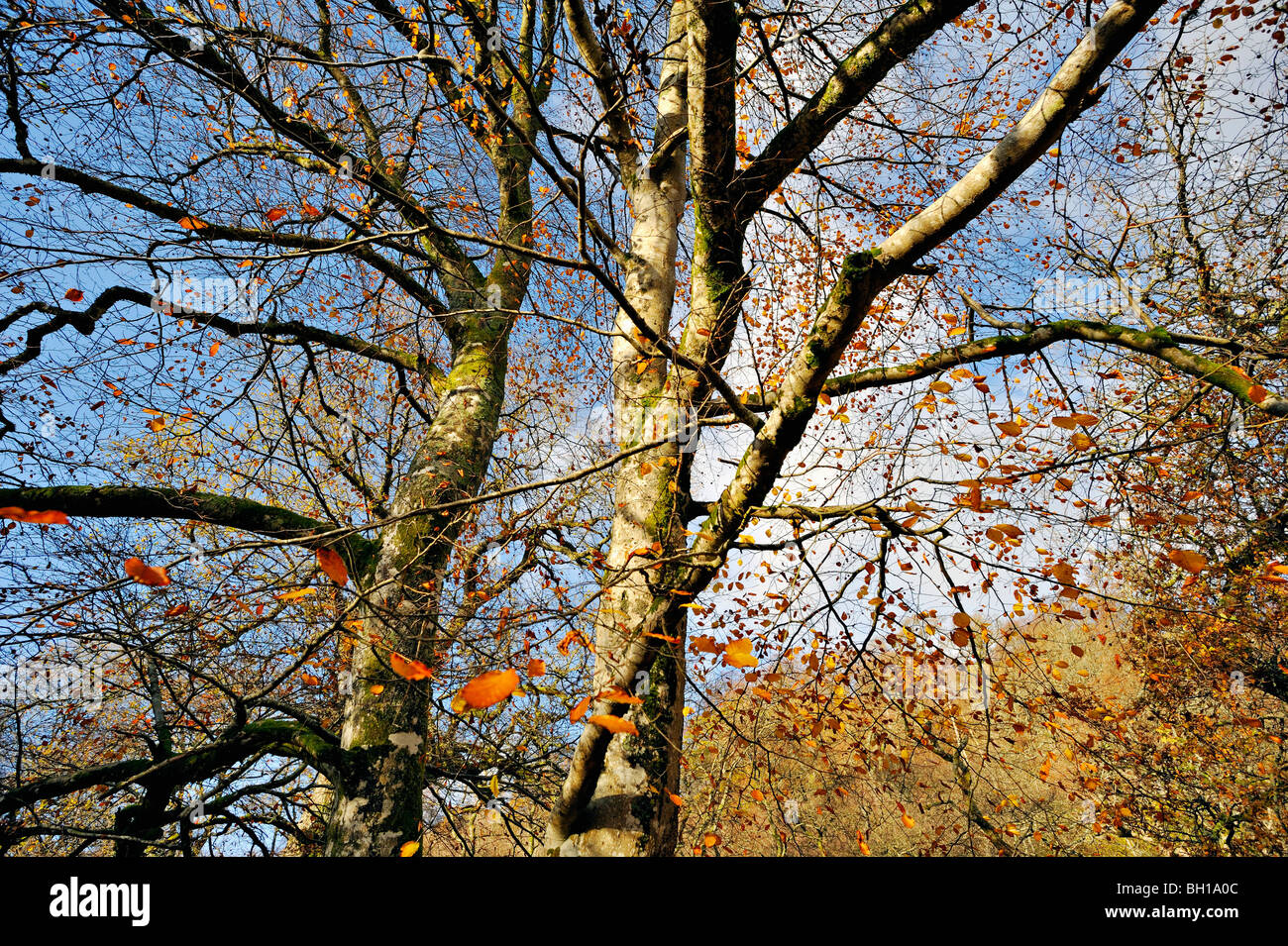 Last leaves of autumn on a pair of beech trees near Killin in ...