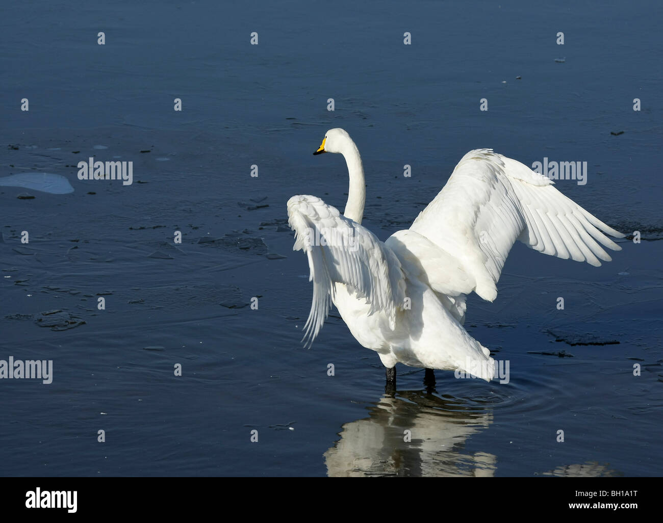 Rear view of whooper swan on the water's edge with wings spread apart ...