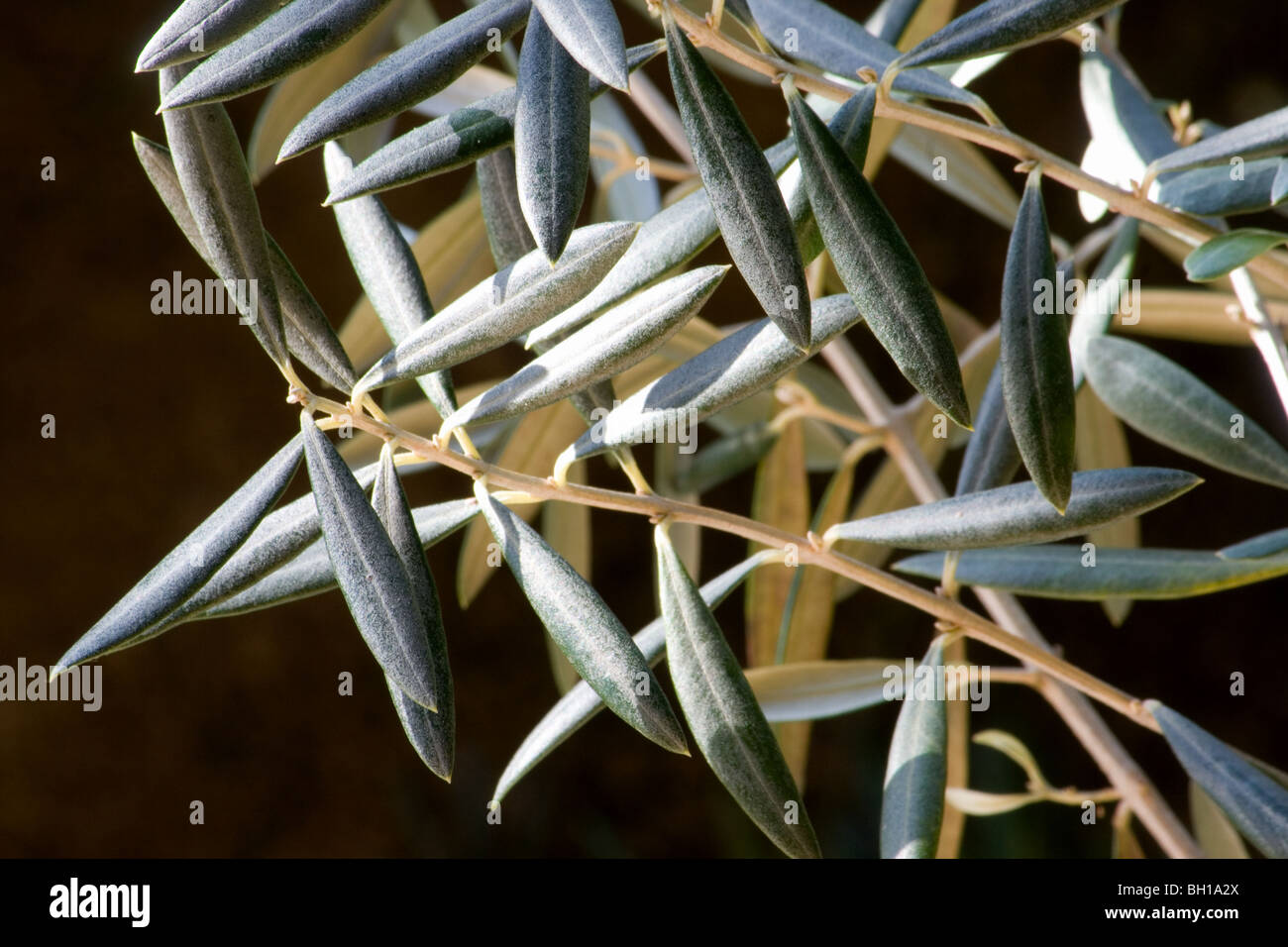 Olive leaves olive tree Stock Photo - Alamy