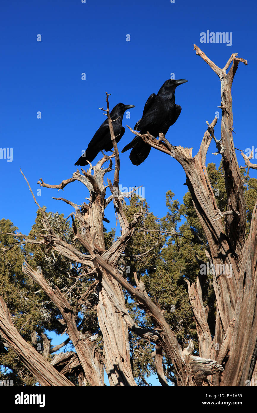 American crows hi-res stock photography and images - Alamy