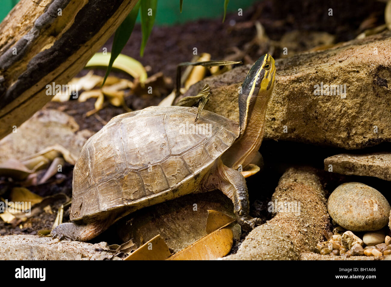 Asian Box Turtle (Cuora spp.) is native to southwest asia Stock Photo ...